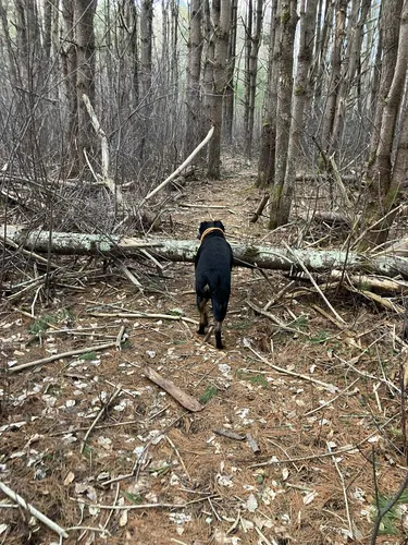 Best Hikes and Trails in Quaddick State Park | AllTrails