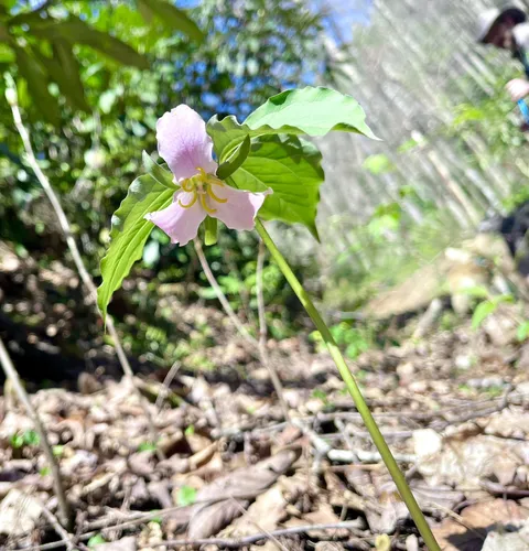 Best Walking Trails in Rocky Face | AllTrails