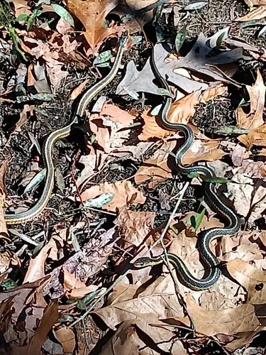 Best Hikes and Trails in Blauvelt State Park | AllTrails