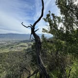Wisdom Tree, Cahuenga Peak and Mount Lee Summit Loop, California ...