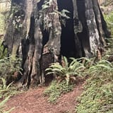 Berry Glen and Lady Bird Grove Trail , California - 390 Reviews, Map ...