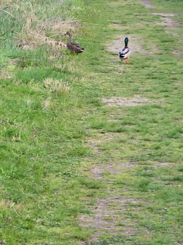 Best Hikes and Trails in Gilmore Ponds Preserve | AllTrails