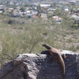 Freedom Trail (#302), Arizona - 4,327 Reviews, Map | AllTrails