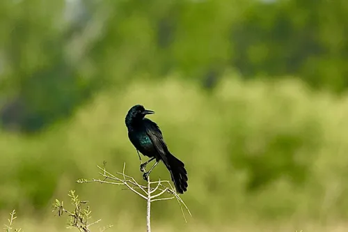 Best Hikes and Trails in Harns Marsh Preserve | AllTrails