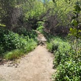 Two Trees Trail, California - 1,403 Reviews, Map | AllTrails