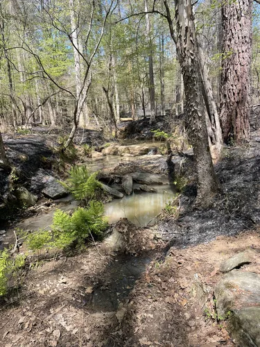 Best Lake Trails in Sumter National Forest | AllTrails