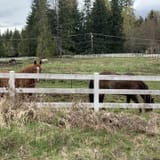 Tolt Pipeline Trail East, Washington - 42 Reviews, Map | AllTrails