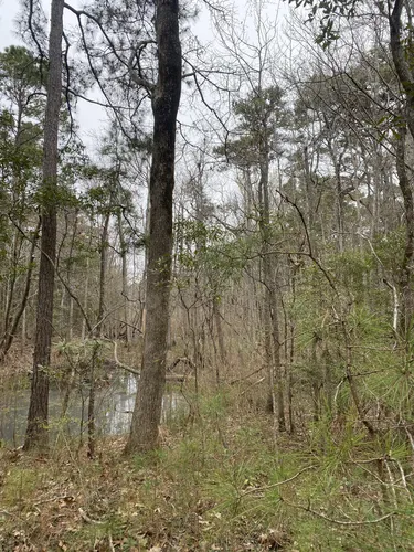 Best Walking Trails in Nags Head Woods Preserve | AllTrails
