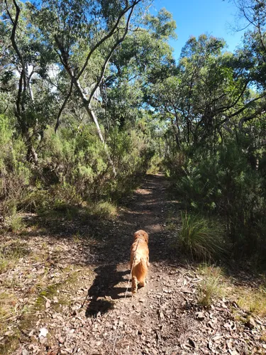 Best Moderate Trails in Jerrabomberra Mountain Reserve | AllTrails