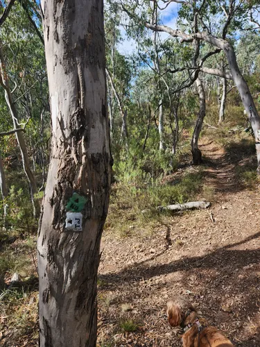 Best Moderate Trails in Jerrabomberra Mountain Reserve | AllTrails