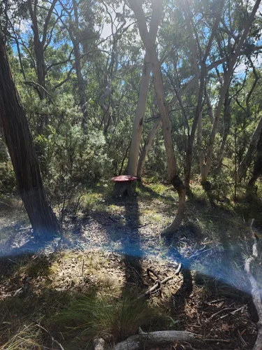 Best Moderate Trails in Jerrabomberra Mountain Reserve | AllTrails