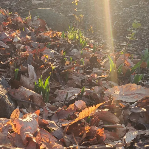 Best Hikes and Trails in Okehocking Preserve | AllTrails