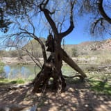 Parsons Trail, Arizona - 657 Reviews, Map | AllTrails