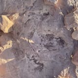 Copper Ridge Dinosaur Tracks Trail, Utah - 156 Reviews, Map | AllTrails
