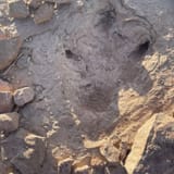 Copper Ridge Dinosaur Tracks Trail, Utah - 156 Reviews, Map | AllTrails