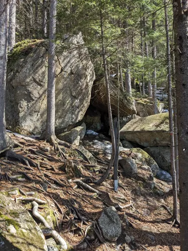 Parc de la forêt ancienne du Mont Wright : les meilleurs itinéraires de ...