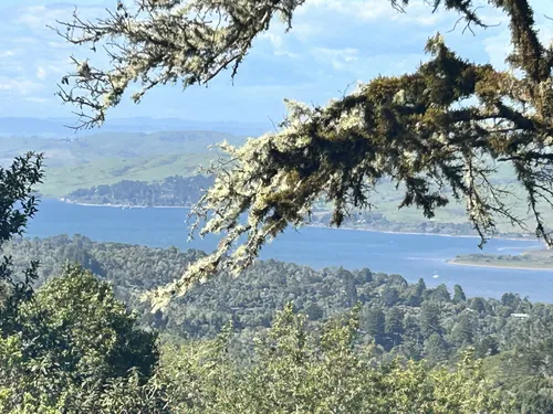 Best Views Trails in Tomales Bay State Park | AllTrails