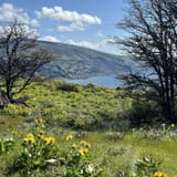 Tom McCall Point Trail, Oregon - 1,525 Reviews, Map | AllTrails