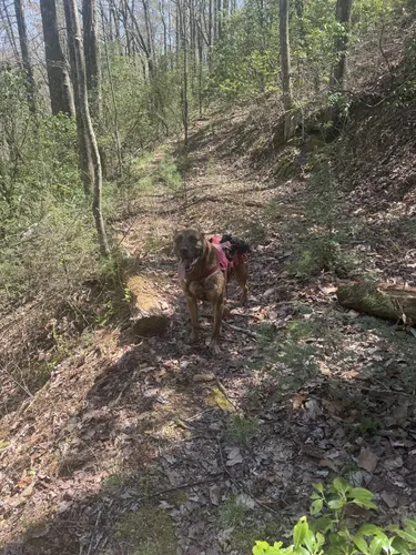 Best Walking Trails in Chestatee Wildlife Management Area | AllTrails