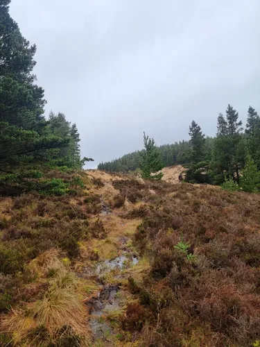 Best Hikes and Trails in Slieve Bloom Mountains Nature Reserve | AllTrails