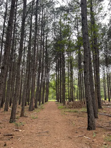 Best Forest Trails in Tatum | AllTrails