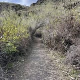 Cowiche Canyon Trail, Washington - 672 Reviews, Map | AllTrails