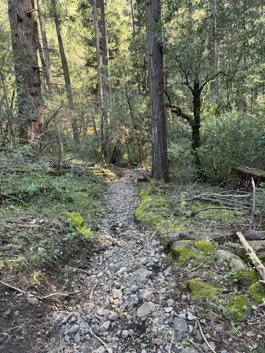 Best Forest Trails in Magalia | AllTrails