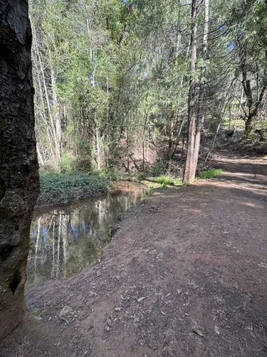 Best Forest Trails in Magalia | AllTrails