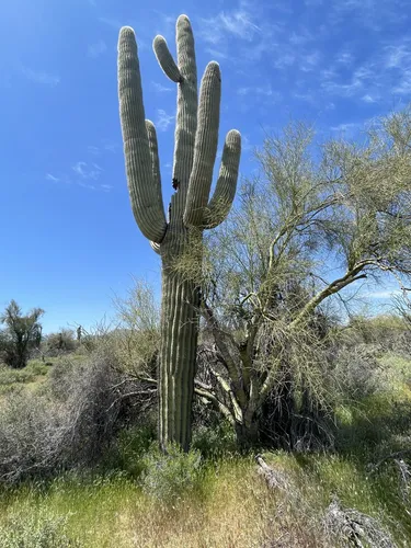 Best Kid Friendly Trails in Rio Verde | AllTrails