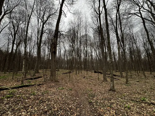 Best Trail Running Trails in Camillus Forest Unique Area | AllTrails