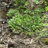 Tree Top Nature Trail, Alabama - 334 Reviews, Map | AllTrails