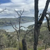 Tom McCall Point Trail, Oregon - 1,525 Reviews, Map | AllTrails