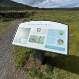Tom McCall Point Trail, Oregon - 1,525 Reviews, Map | AllTrails