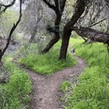 Picketpost Loop via Arizona Trail and L.O.S.T Trail, Arizona - 1,483 Reviews, Map | AllTrails