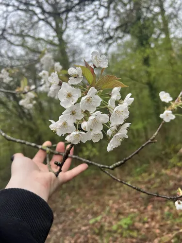 Best Hikes and Trails in Ammerdown Park | AllTrails