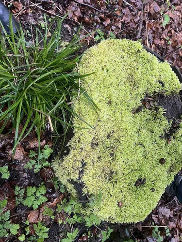 Best Hikes and Trails in Ammerdown Park | AllTrails