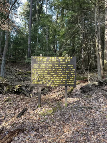 Best Camping Trails in Cook Forest State Park | AllTrails