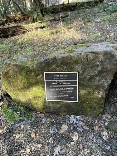 Best Walking Trails in Cook Forest State Park | AllTrails