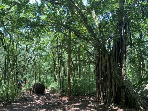 Best Forest Trails in Pupukea Paumalu Forest Reserve | AllTrails