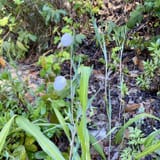 Stevens Trail, California - 4,557 Reviews, Map | AllTrails