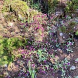 Stevens Trail, California - 4,558 Reviews, Map | AllTrails