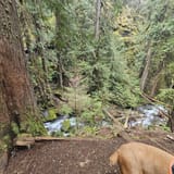 Murhut Falls Trail, Washington - 885 Reviews, Map | AllTrails