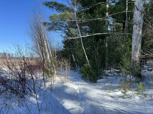 Best Forest Trails in Sand Dunes State Forest | AllTrails