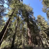 Tall Trees Grove Loop Trail, California - 2,212 Reviews, Map | AllTrails