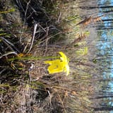 Green Swamp Preserve, North Carolina - 204 Reviews, Map | AllTrails