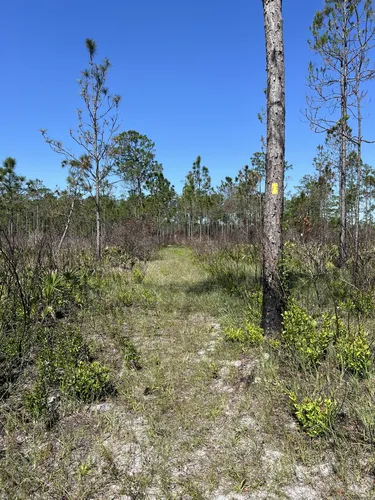 Best Hikes and Trails in Lake Wales Ridge State Forest | AllTrails