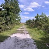 Bolen Bluff Trail, Florida - 982 Reviews, Map | AllTrails