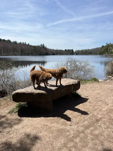 Best Walking Trails in Meshomasic State Forest | AllTrails