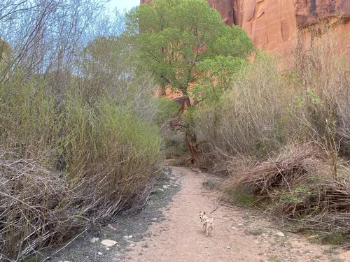 Best Bird Watching Trails in Bureau of Land Management: Moab Field ...