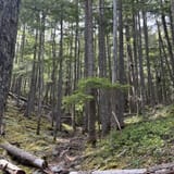 Wesley Ridge, British Columbia, Canada - 776 Reviews, Map | AllTrails